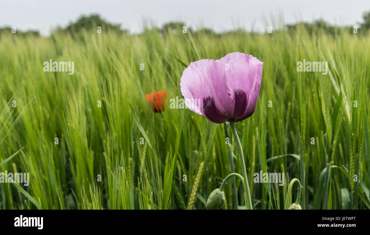 Gerste darts -Fotos und -Bildmaterial in hoher Auflösung – Alamy