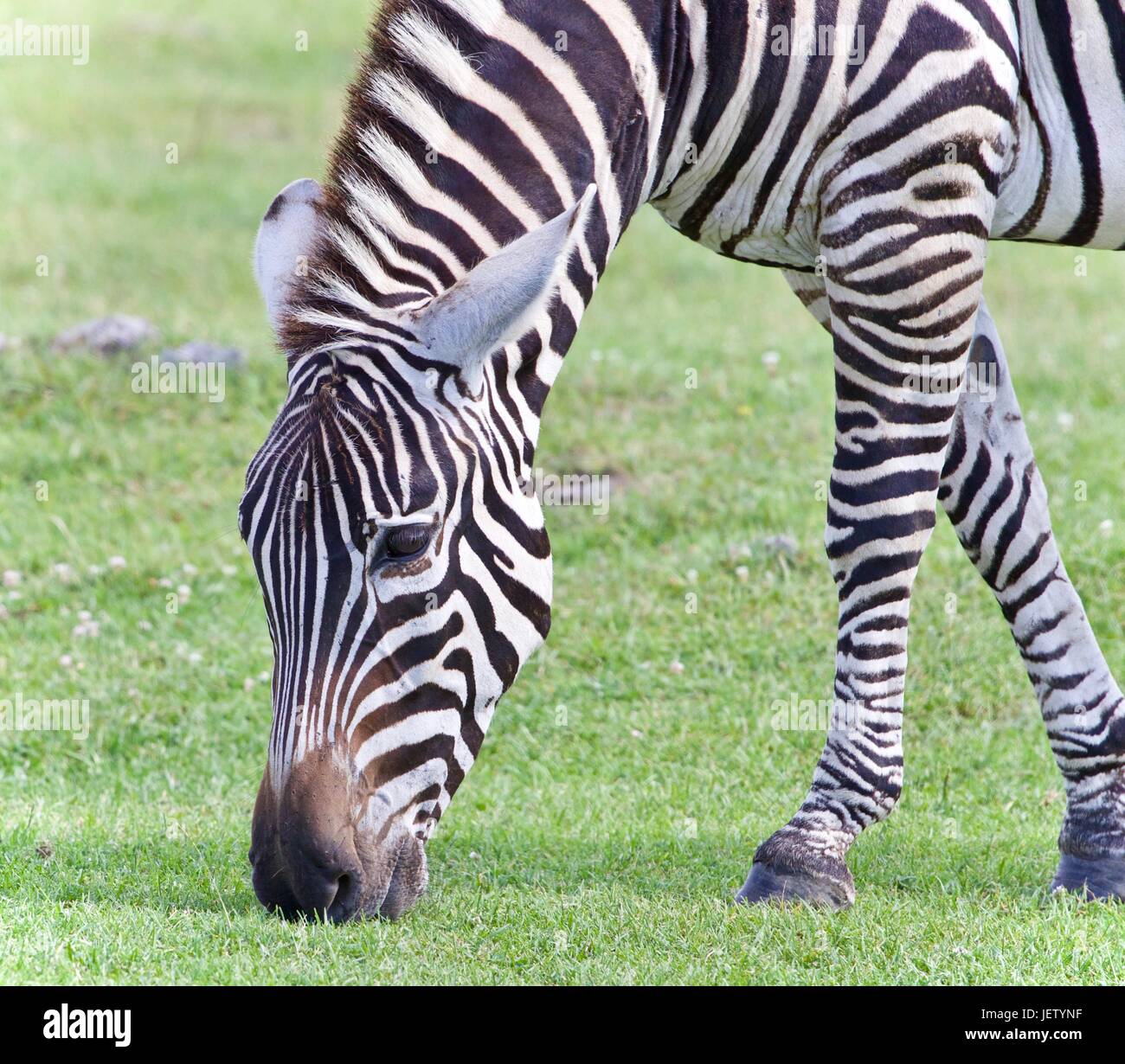 Erstaunliches zebrafoto -Fotos und -Bildmaterial in hoher Auflösung – Alamy