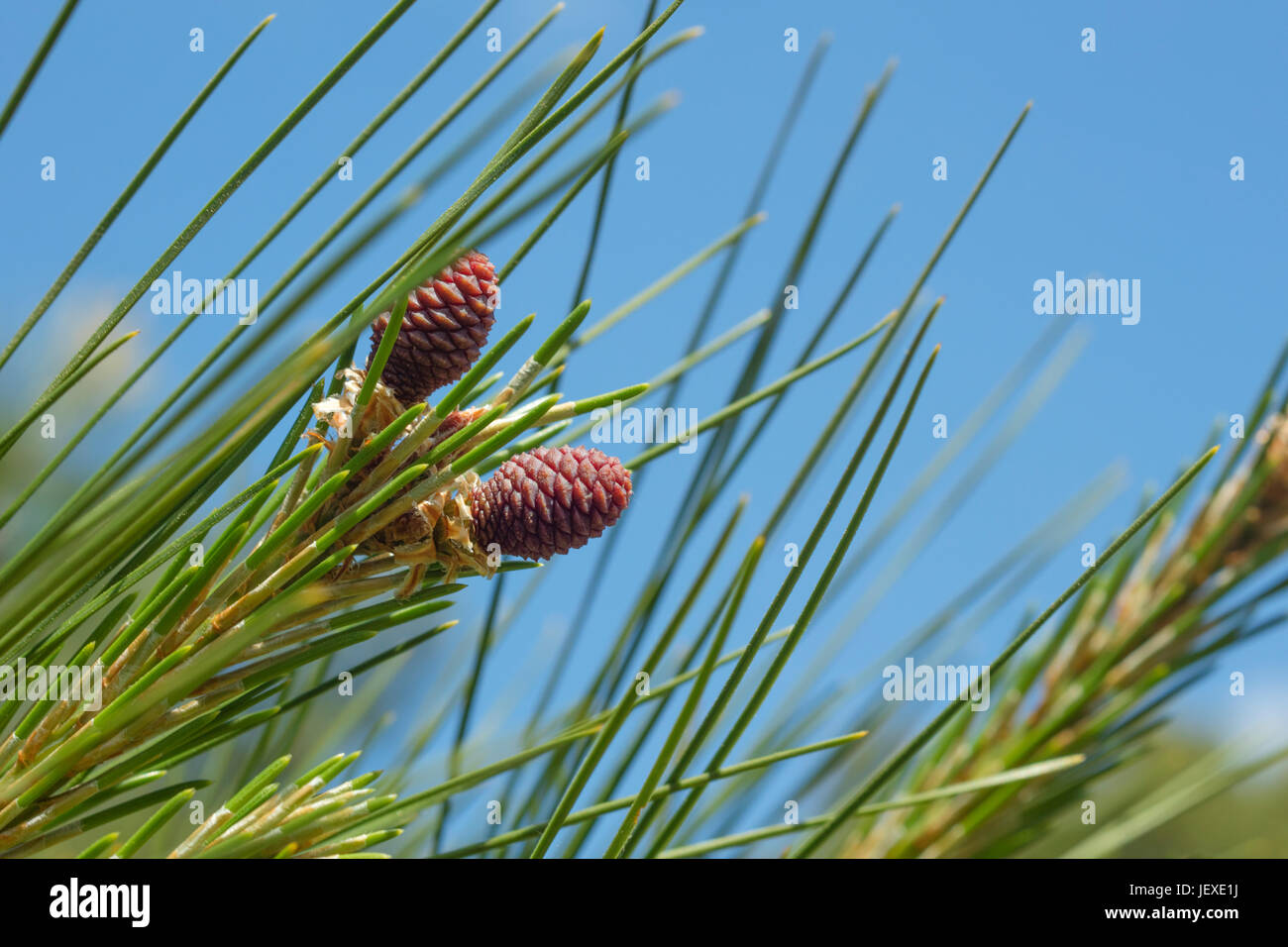 Junge Tannenzapfen auf einem Ast im Freien Stockfotografie - Alamy