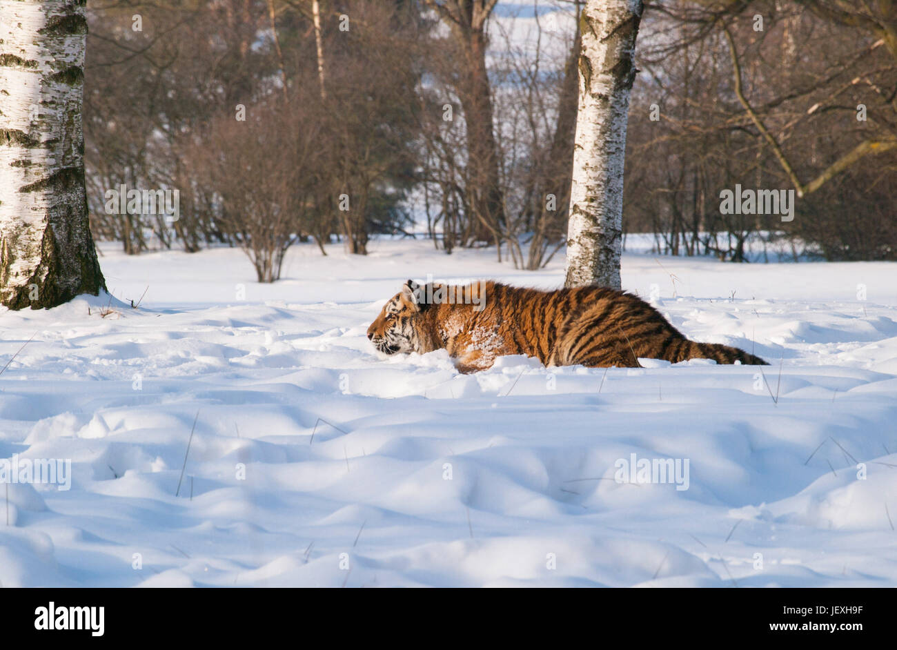 Panthera tigris altaica Amur tiger Hinterhalt für die Beute auf Schnee ...