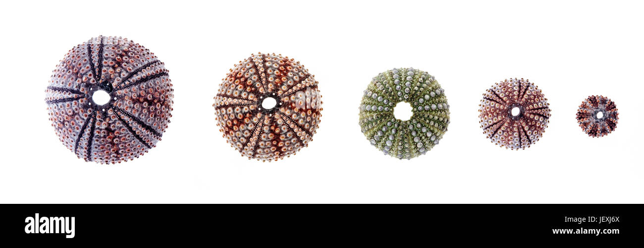 Seeigel-Skelette oder Schalen in verschiedenen Größen aufgereiht und ...