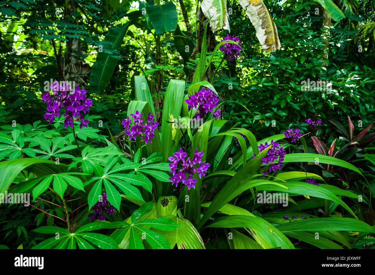 Flower micronesia -Fotos und -Bildmaterial in hoher Auflösung – Alamy