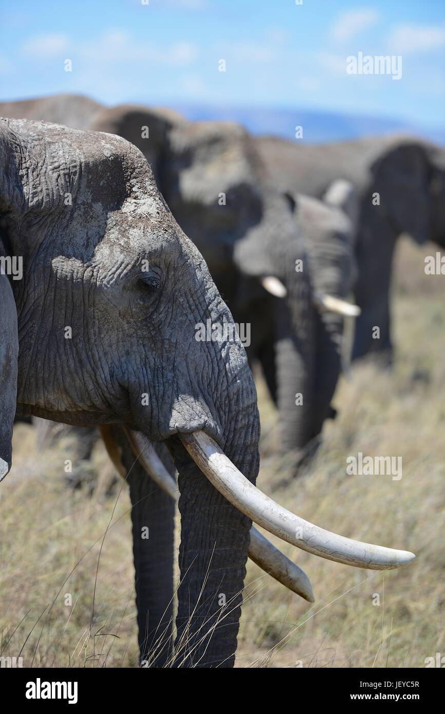 African safari animals cartoon illustration -Fotos und -Bildmaterial in ...