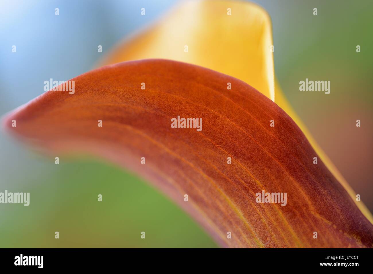 Blumen der tropen -Fotos und -Bildmaterial in hoher Auflösung – Alamy