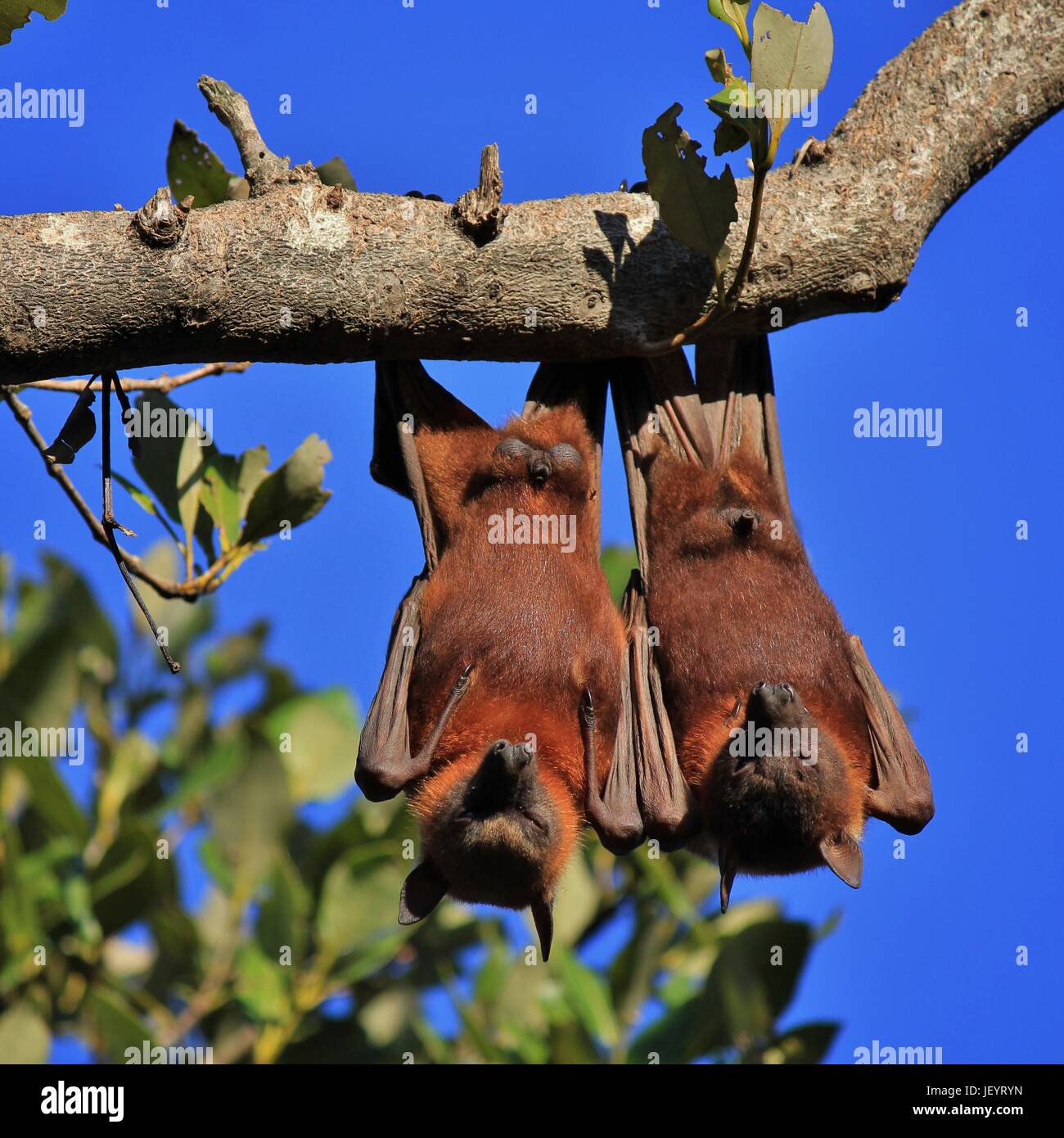 Schlafende Fledermäuse Stockfotos und -bilder Kaufen - Alamy