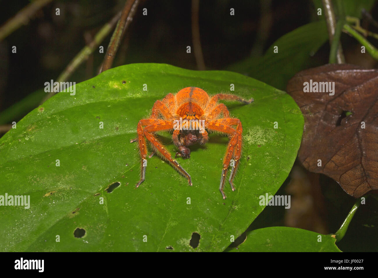 Heteropoda Davidbowie Stockfotos und -bilder Kaufen - Alamy
