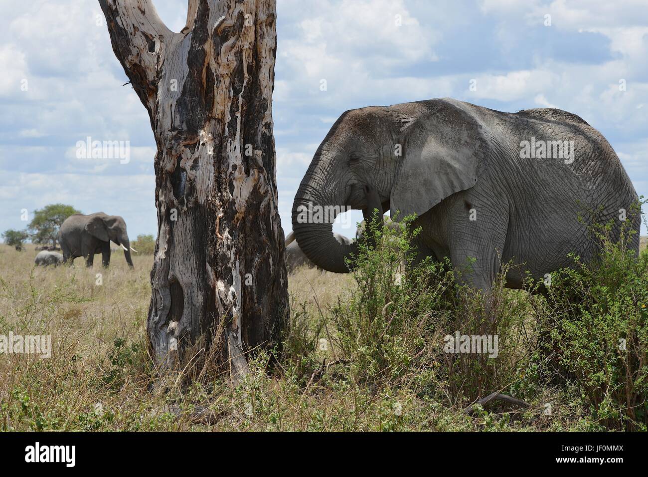 Elefanten im schatten -Fotos und -Bildmaterial in hoher Auflösung – Alamy