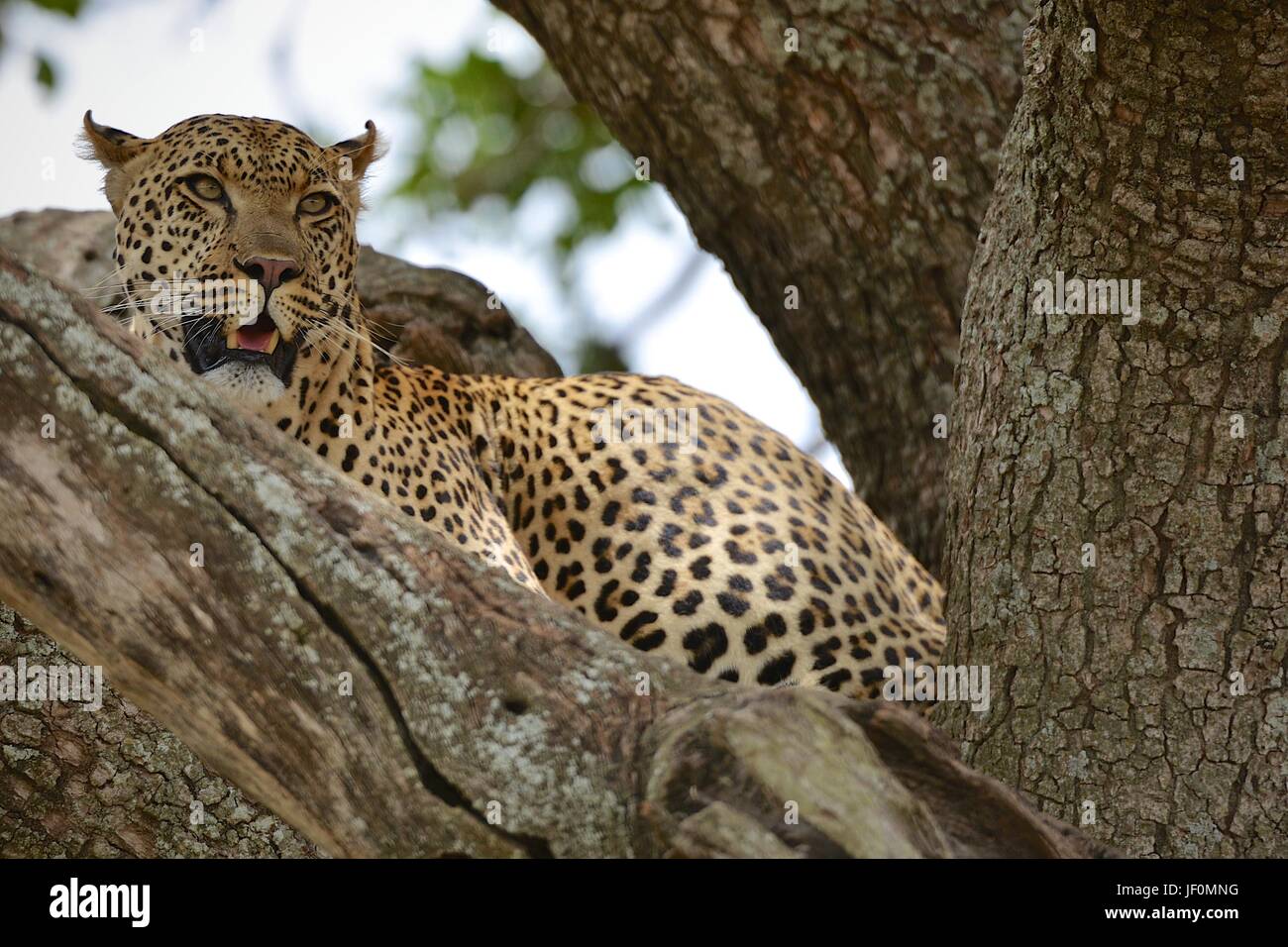 Leopard beute im baum -Fotos und -Bildmaterial in hoher Auflösung – Alamy