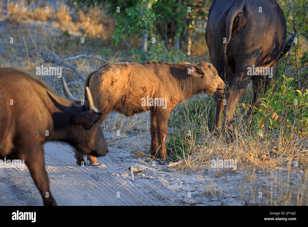 Bulle afrikanischer buffel -Fotos und -Bildmaterial in hoher Auflösung ...