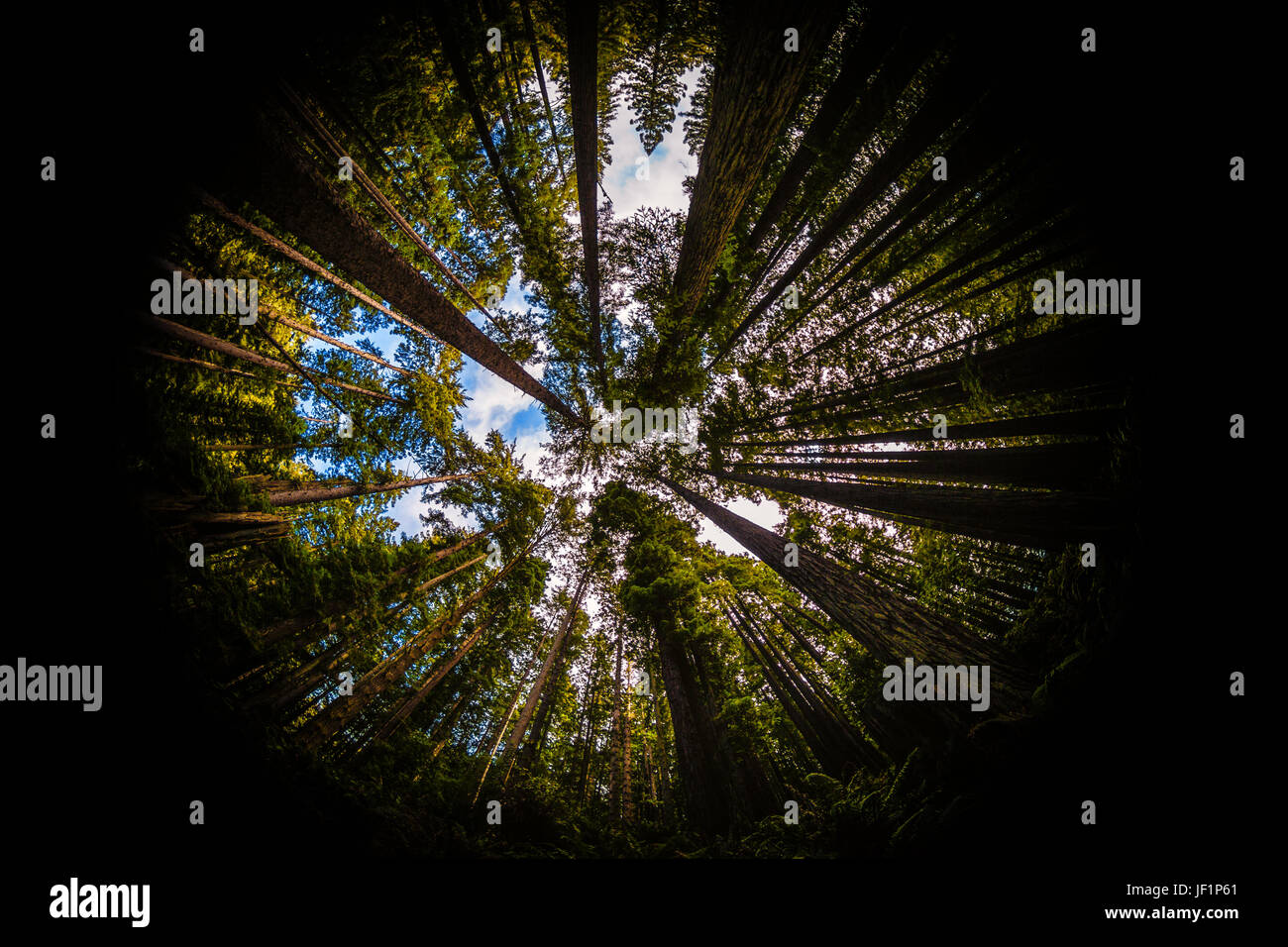 Forest fisheye -Fotos und -Bildmaterial in hoher Auflösung – Alamy