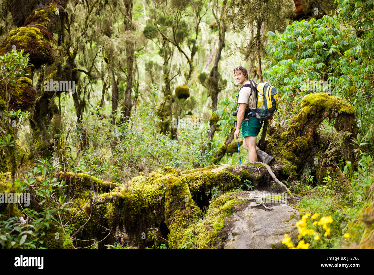 Erica wald -Fotos und -Bildmaterial in hoher Auflösung – Alamy