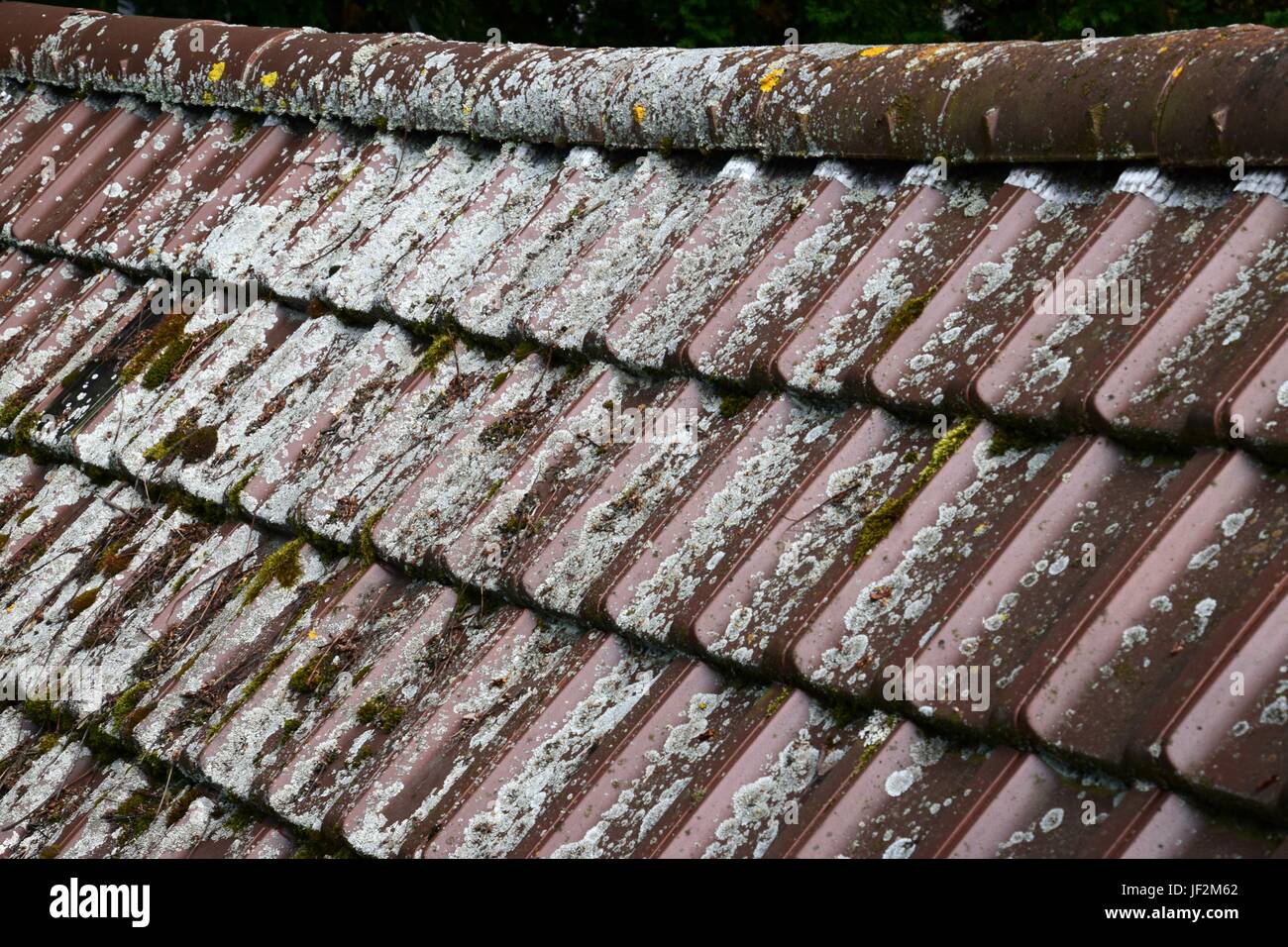 Altes Häuserdach Mit Moose Und Flechten / alte Dach mit Moos und ...