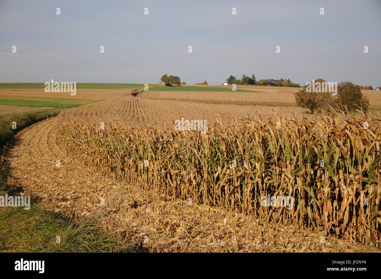 Maize harvest -Fotos und -Bildmaterial in hoher Auflösung – Alamy