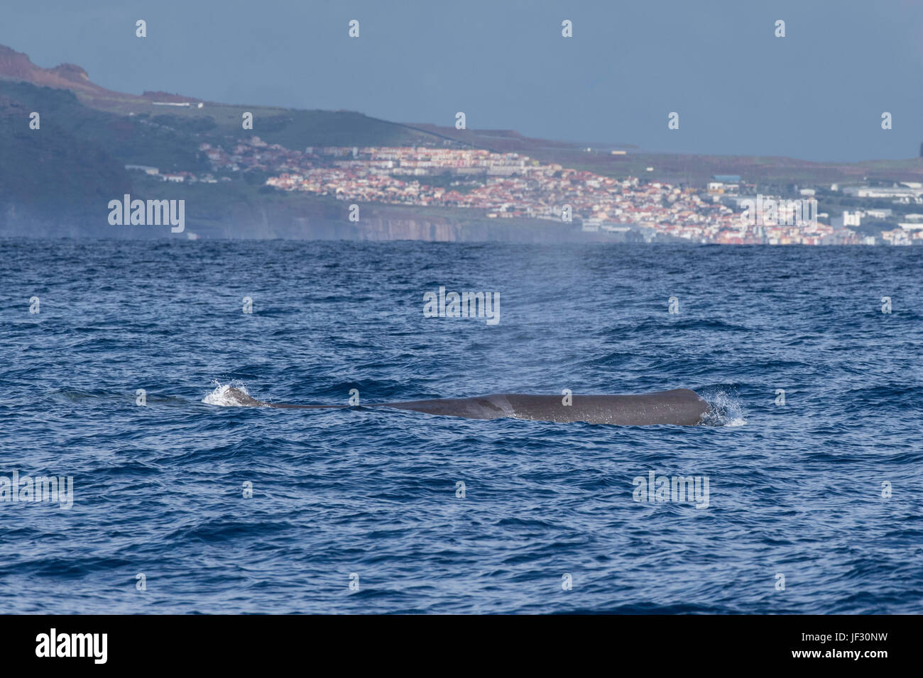 Pottwal kopf -Fotos und -Bildmaterial in hoher Auflösung – Alamy