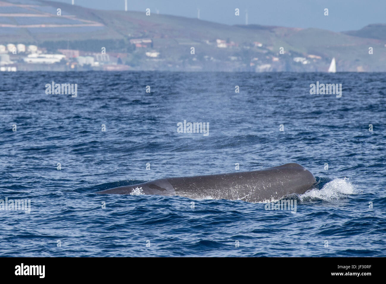 Weibliche Pottwal, Physeter Macrocephalus oder Pottwal auftauchen mit ...
