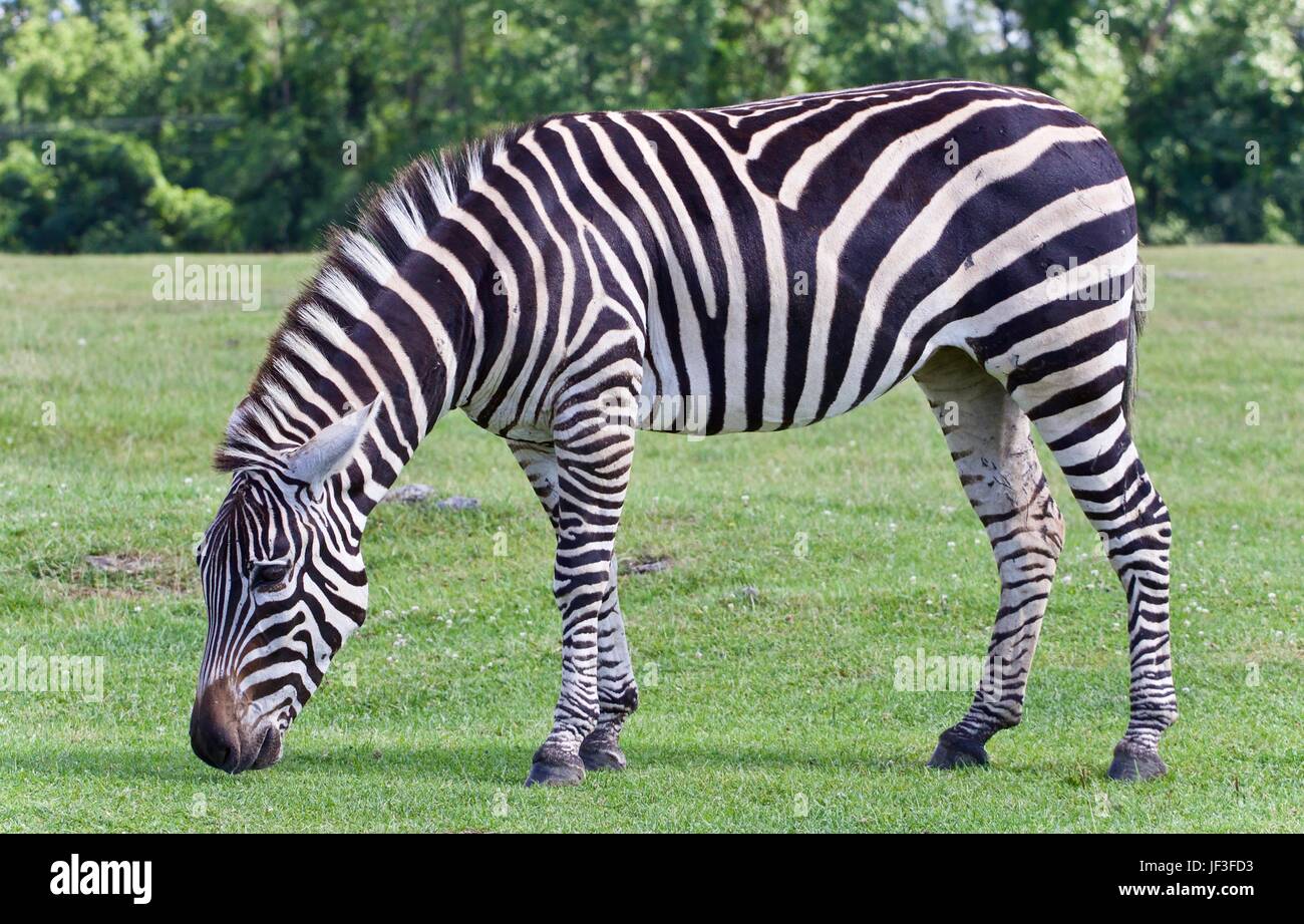 Erstaunliches zebrafoto -Fotos und -Bildmaterial in hoher Auflösung – Alamy