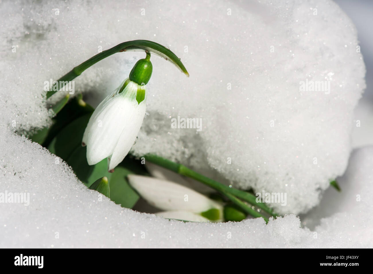 Schneeglöckchen, macro, schnee -Fotos und -Bildmaterial in hoher ...