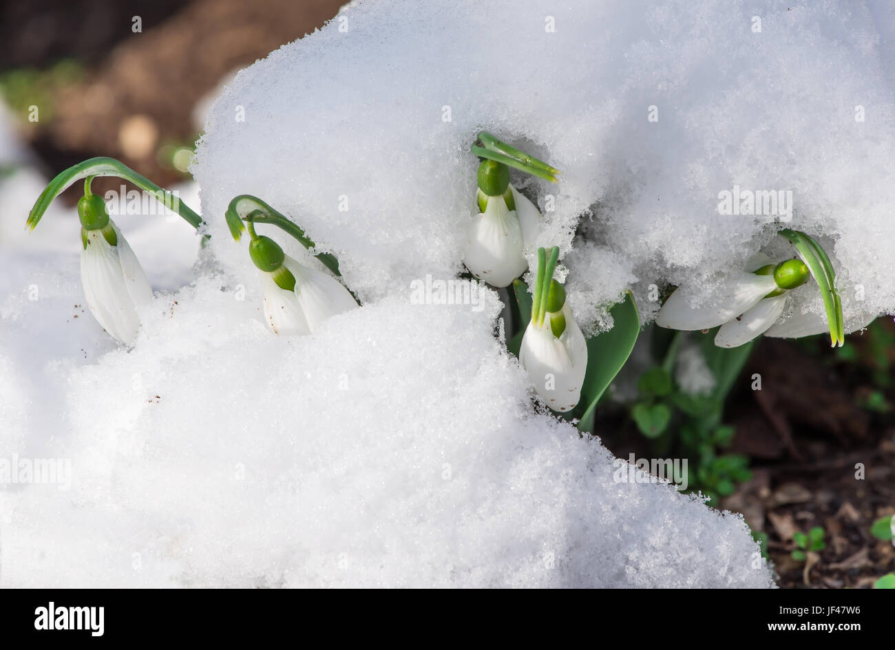 Schneeglöckchen, macro, schnee -Fotos und -Bildmaterial in hoher ...