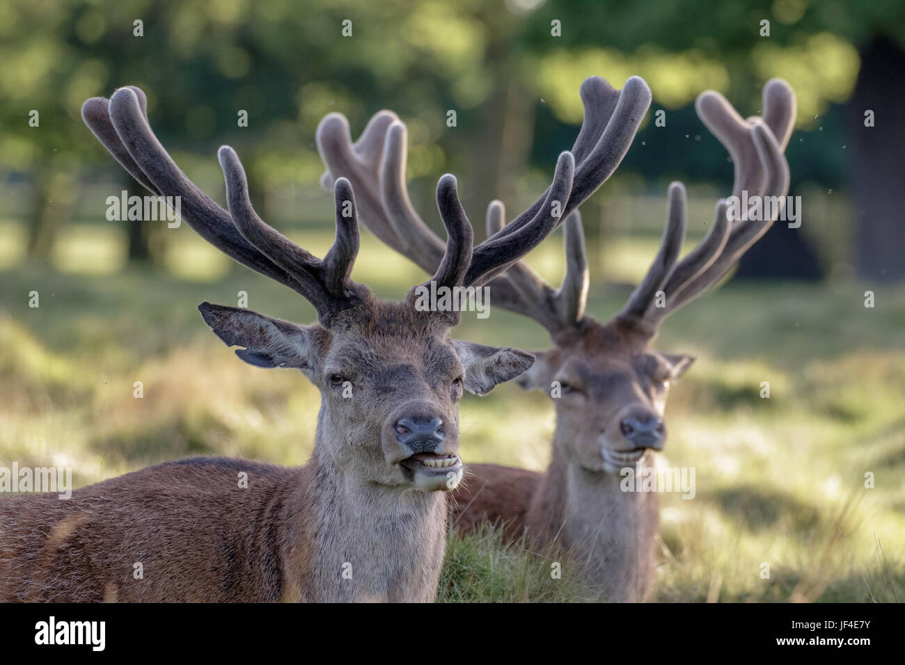 Zwei rote Hirsche (Cervus Elaphus) samt Geweih in Ruhe in einer grünen ...