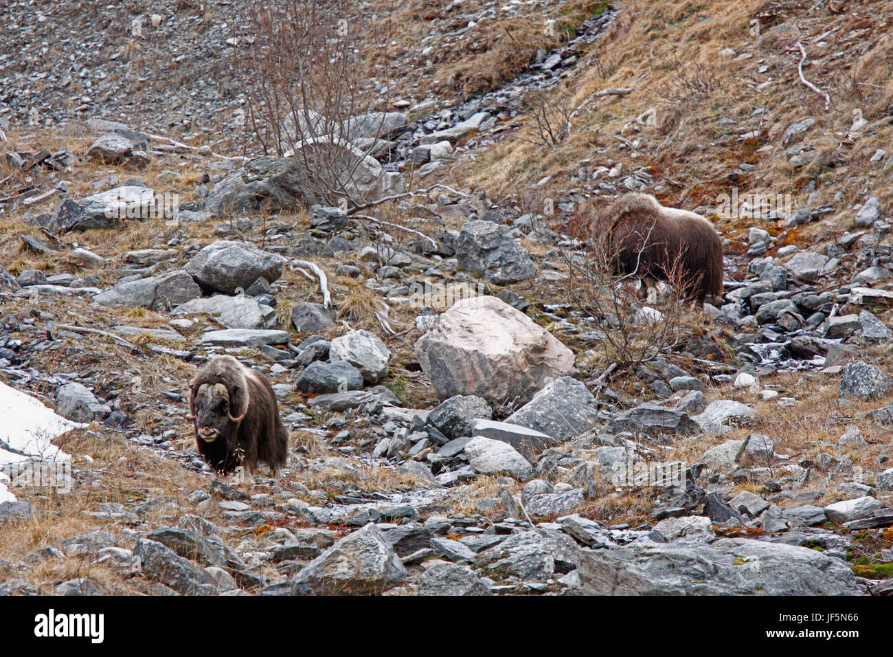 Moschus ochsen -Fotos und -Bildmaterial in hoher Auflösung – Alamy