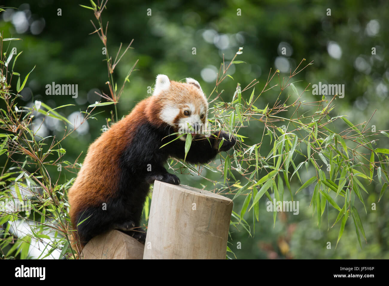 Rote pandas -Fotos und -Bildmaterial in hoher Auflösung – Alamy
