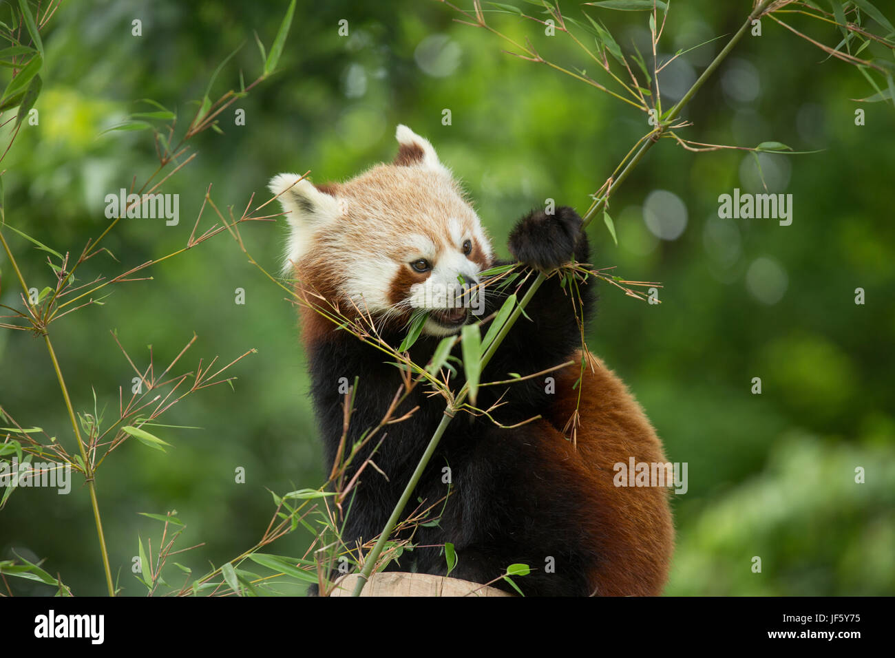 Rote pandas in gefangenschaft -Fotos und -Bildmaterial in hoher ...