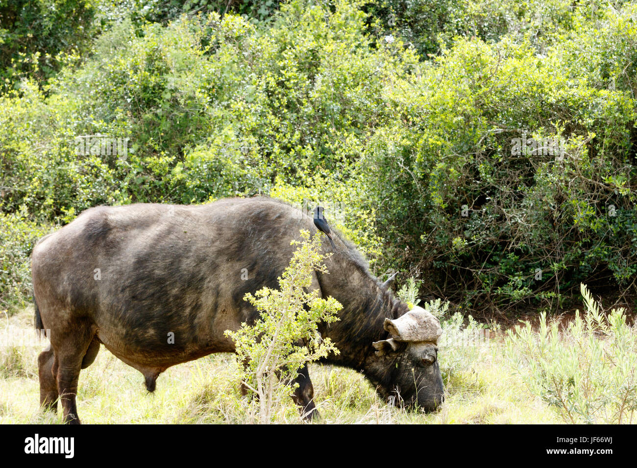 Afrikanische vogelbeobachtung -Fotos und -Bildmaterial in hoher ...