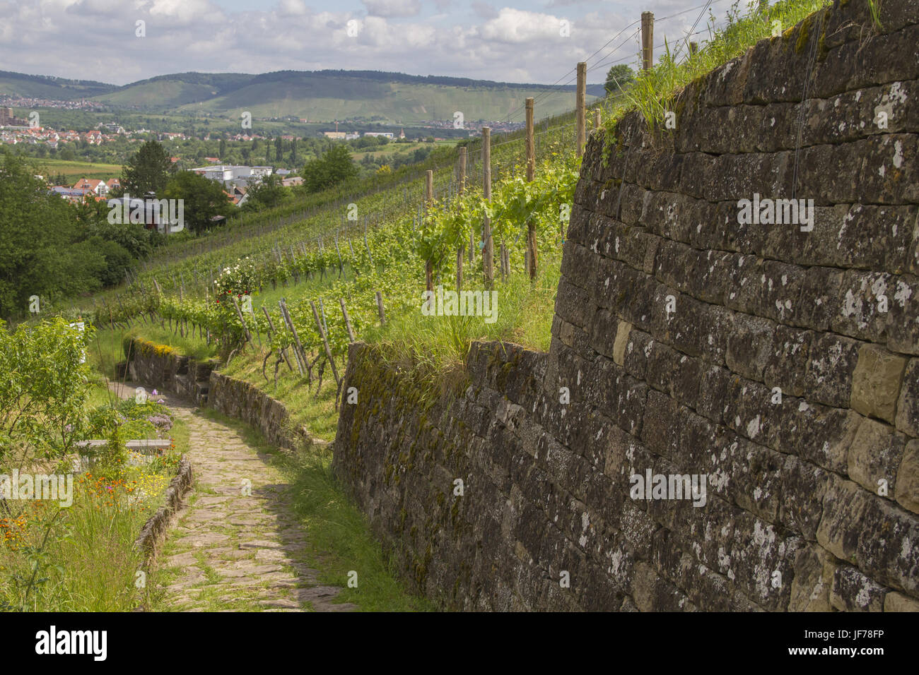 Weins rems -Fotos und -Bildmaterial in hoher Auflösung – Alamy