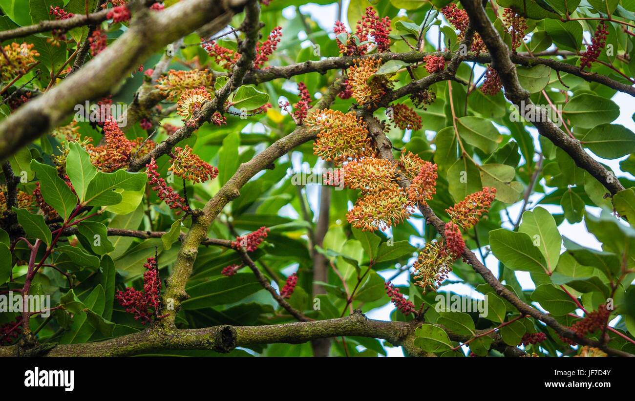 John tree -Fotos und -Bildmaterial in hoher Auflösung – Alamy