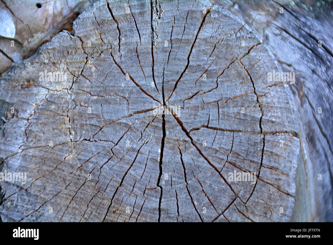 Schöne Textur der Apfelbaum. Die Rinde wird aus dem Baumstamm entfernt ...