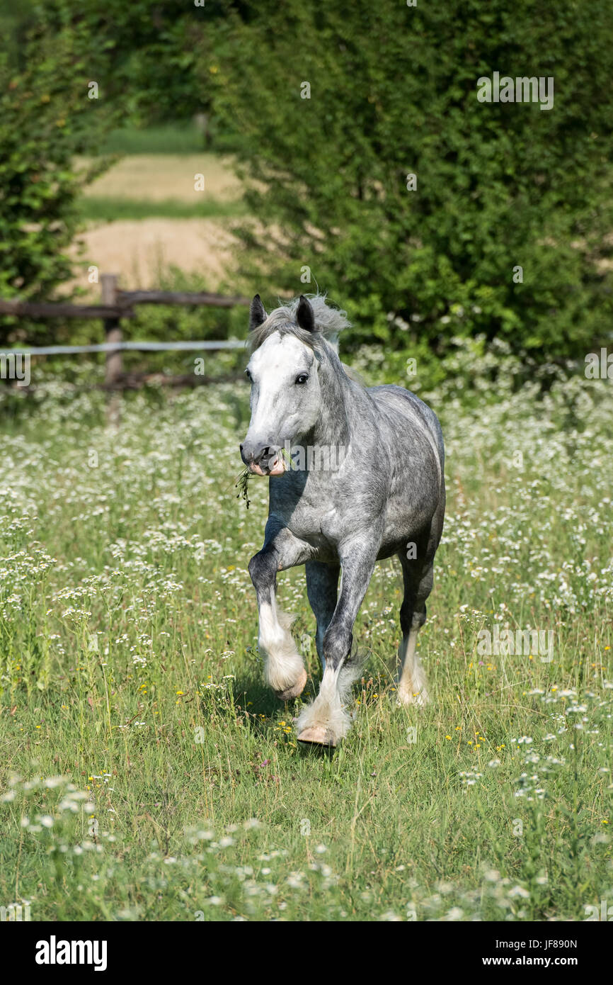 Grey gypsy vanner horse -Fotos und -Bildmaterial in hoher Auflösung – Alamy