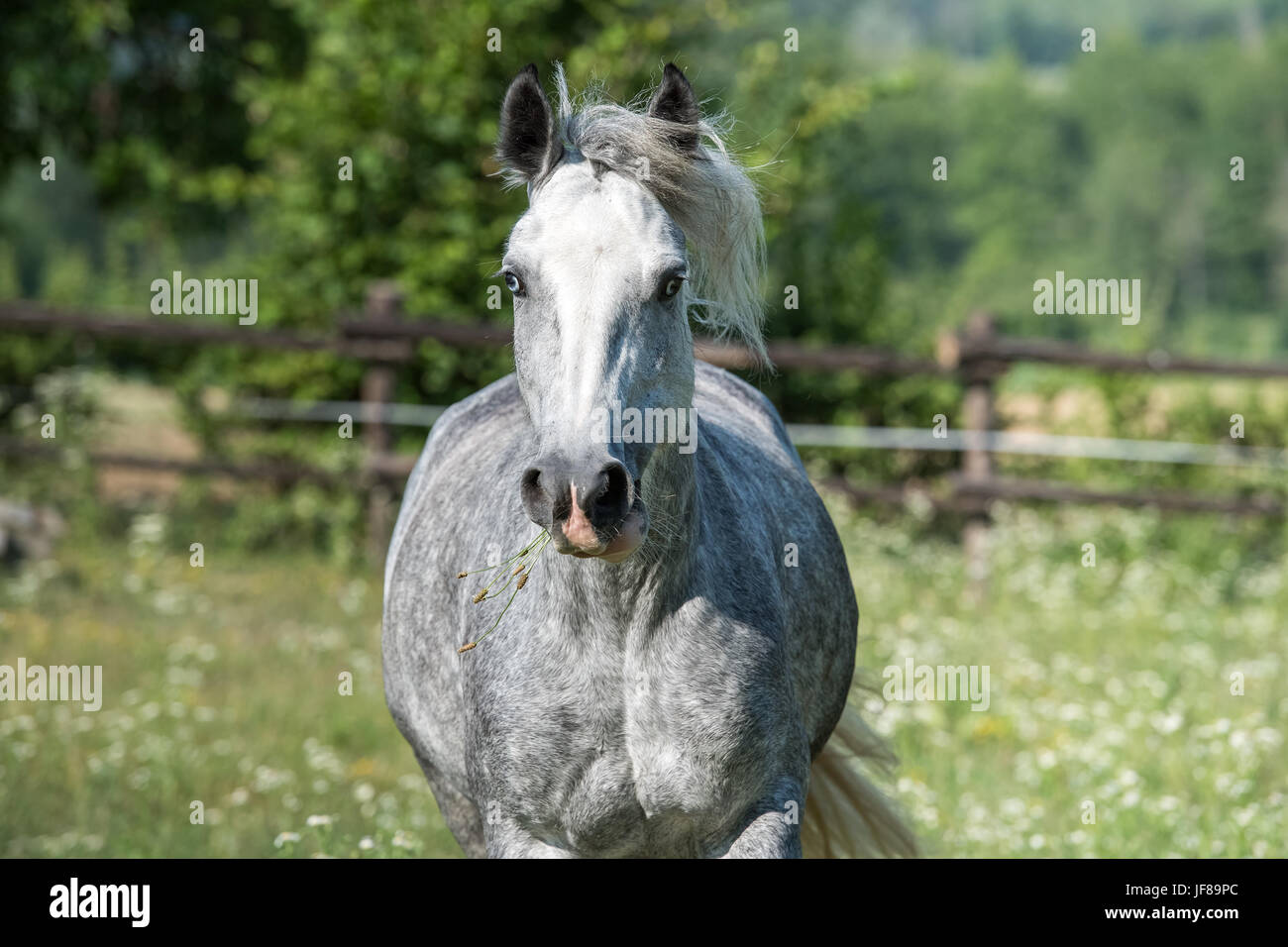 Grey gypsy vanner horse -Fotos und -Bildmaterial in hoher Auflösung – Alamy