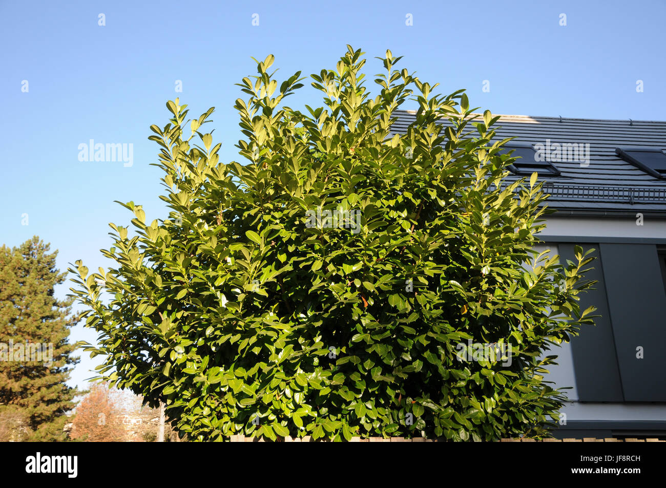 Kirschlorbeer prunus laurocerasus -Fotos und -Bildmaterial in hoher ...