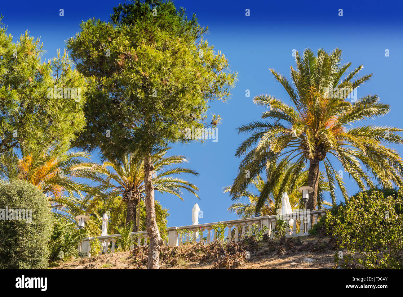 Palme und kiefer -Fotos und -Bildmaterial in hoher Auflösung – Alamy