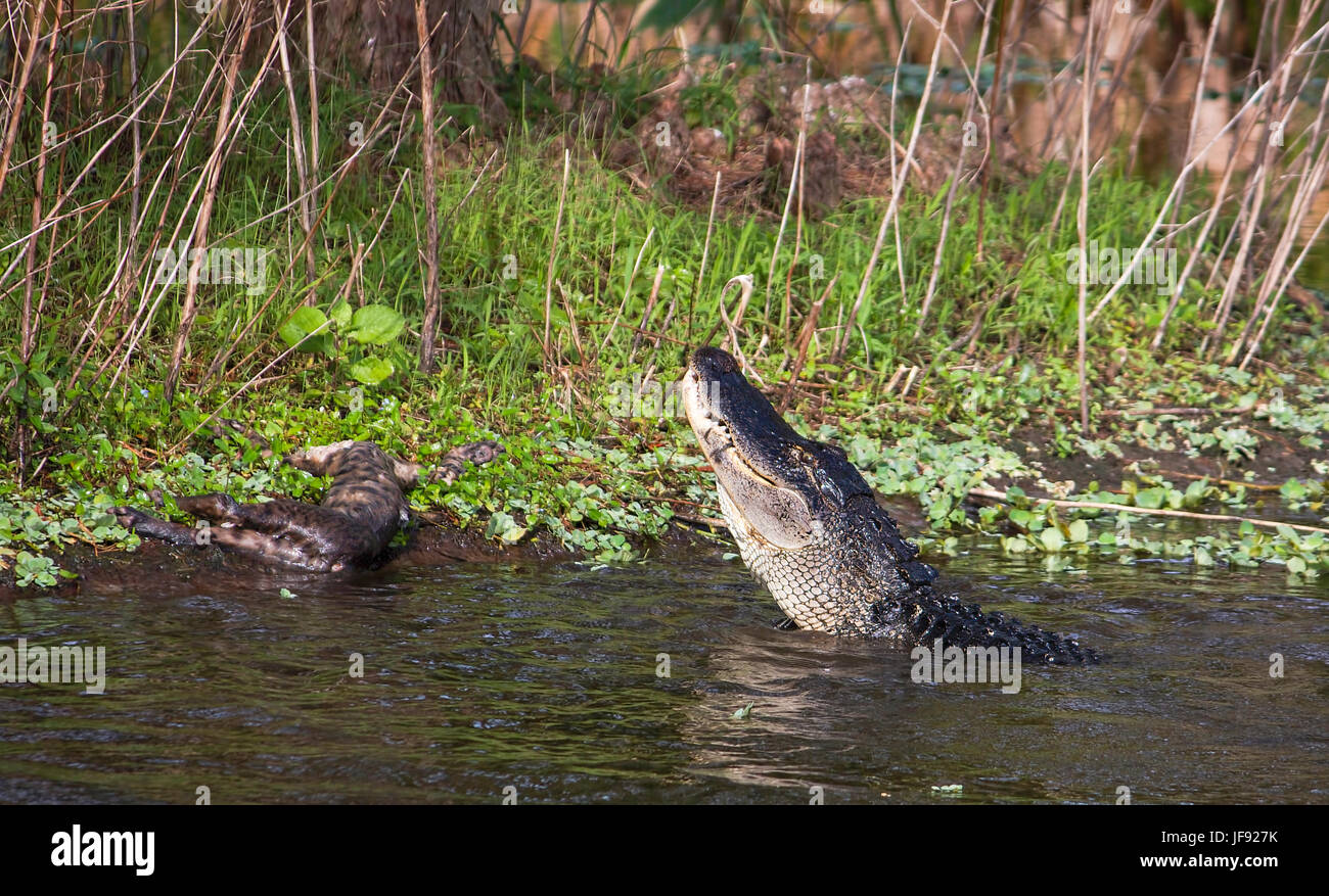 Alligator isst bobcat -Fotos und -Bildmaterial in hoher Auflösung – Alamy