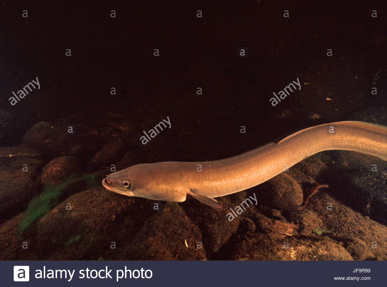 Anguilla Rostrata Stockfotos & Anguilla Rostrata Bilder - Alamy
