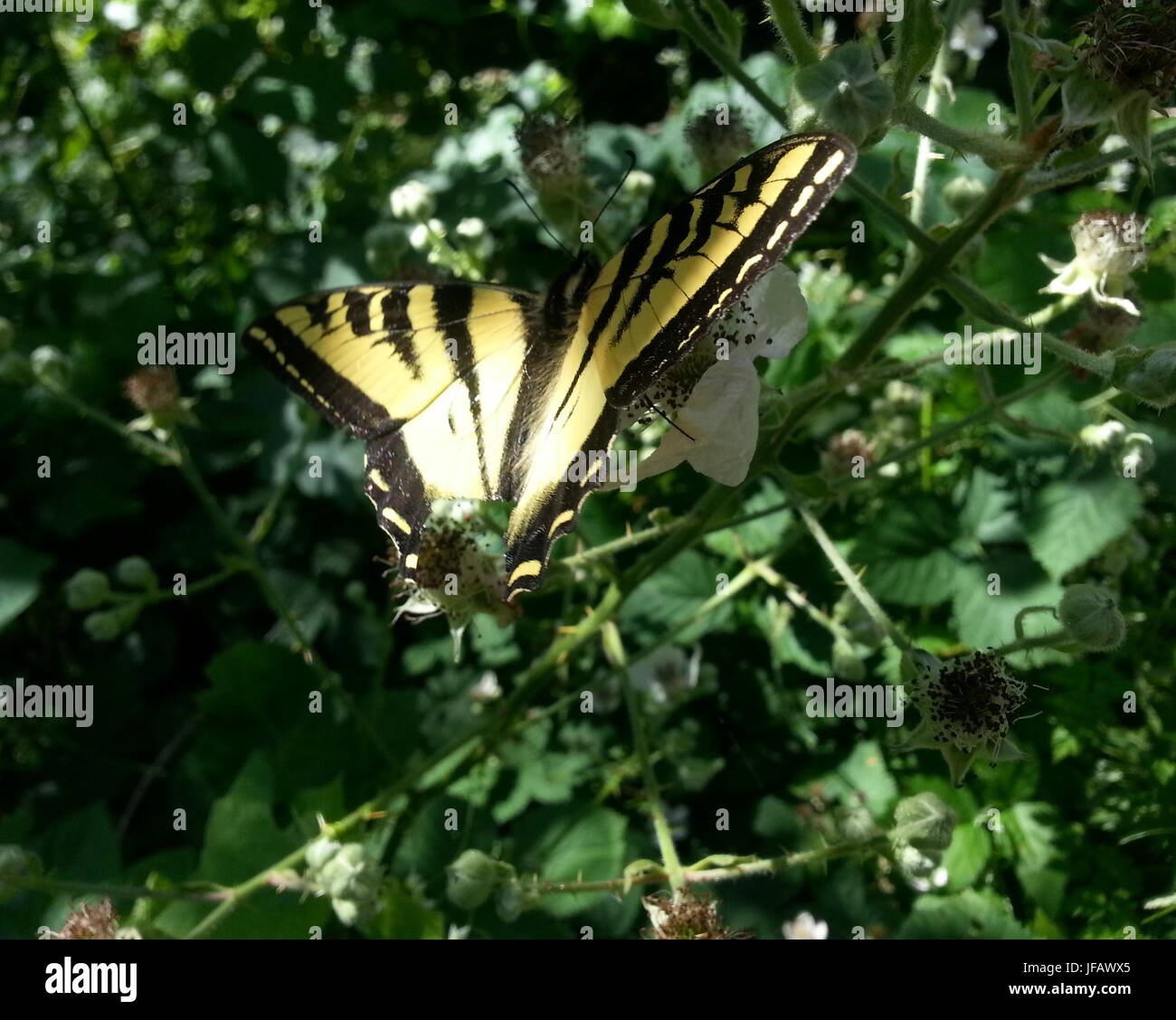 Tiger schatten -Fotos und -Bildmaterial in hoher Auflösung – Alamy