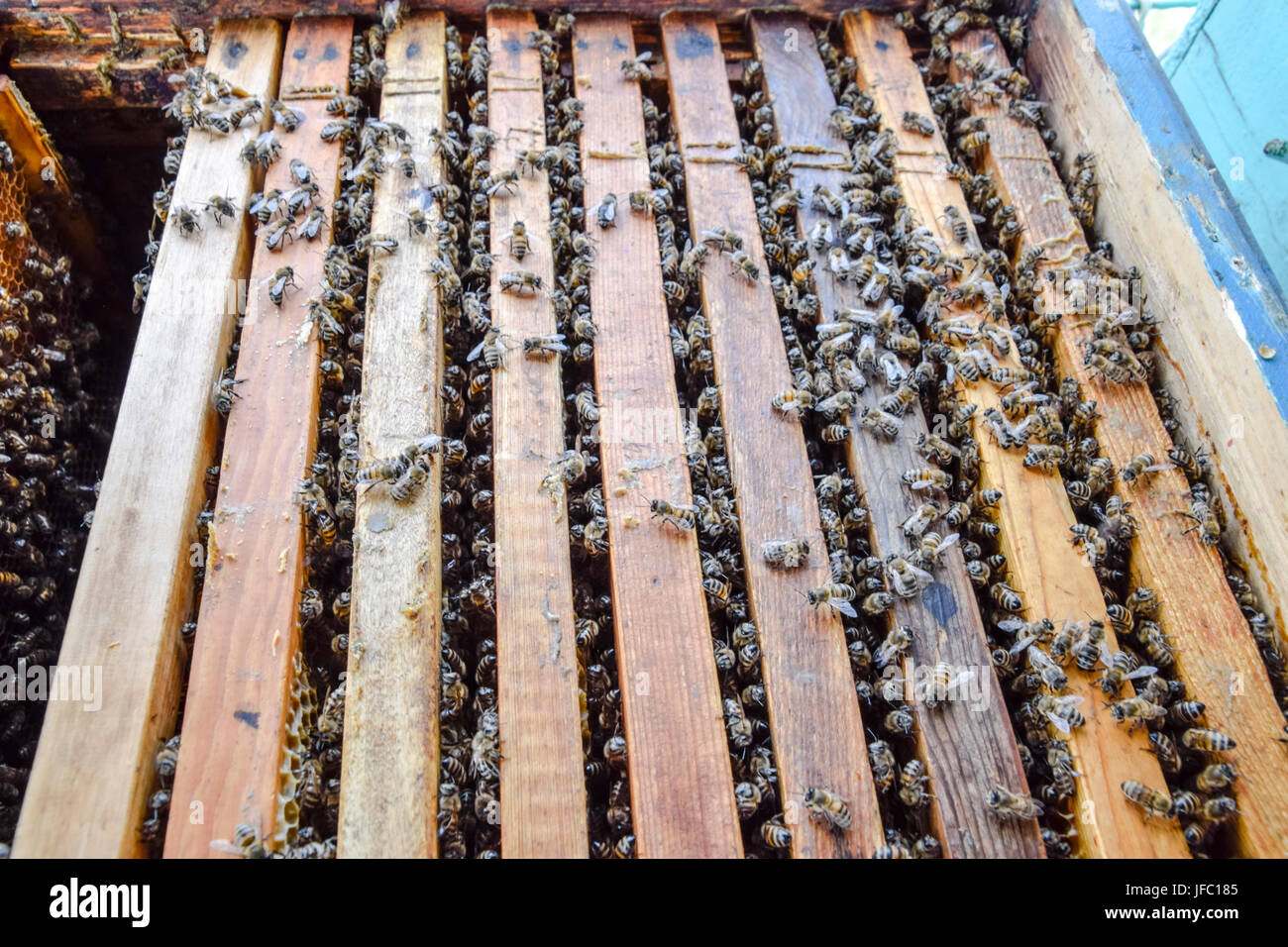 Offenen Bienenstock. Brett mit Waben im Bienenstock. Die Bienen ...