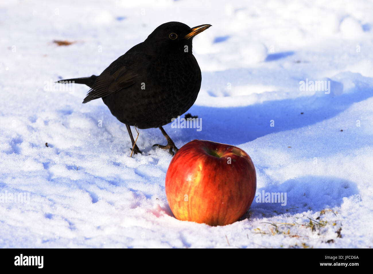 Schwarzer merle -Fotos und -Bildmaterial in hoher Auflösung – Alamy