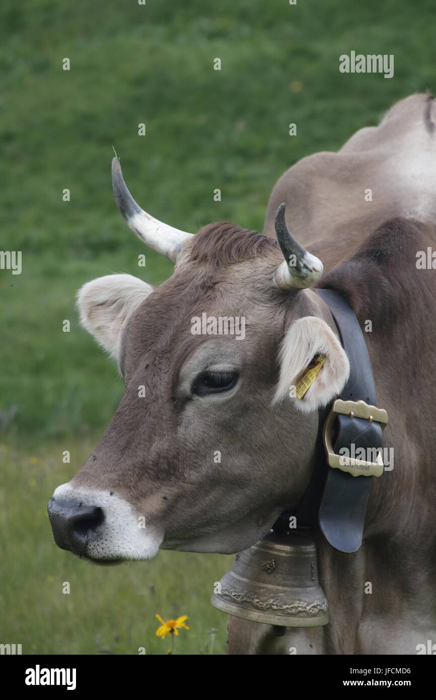 Allgau cow -Fotos und -Bildmaterial in hoher Auflösung – Alamy