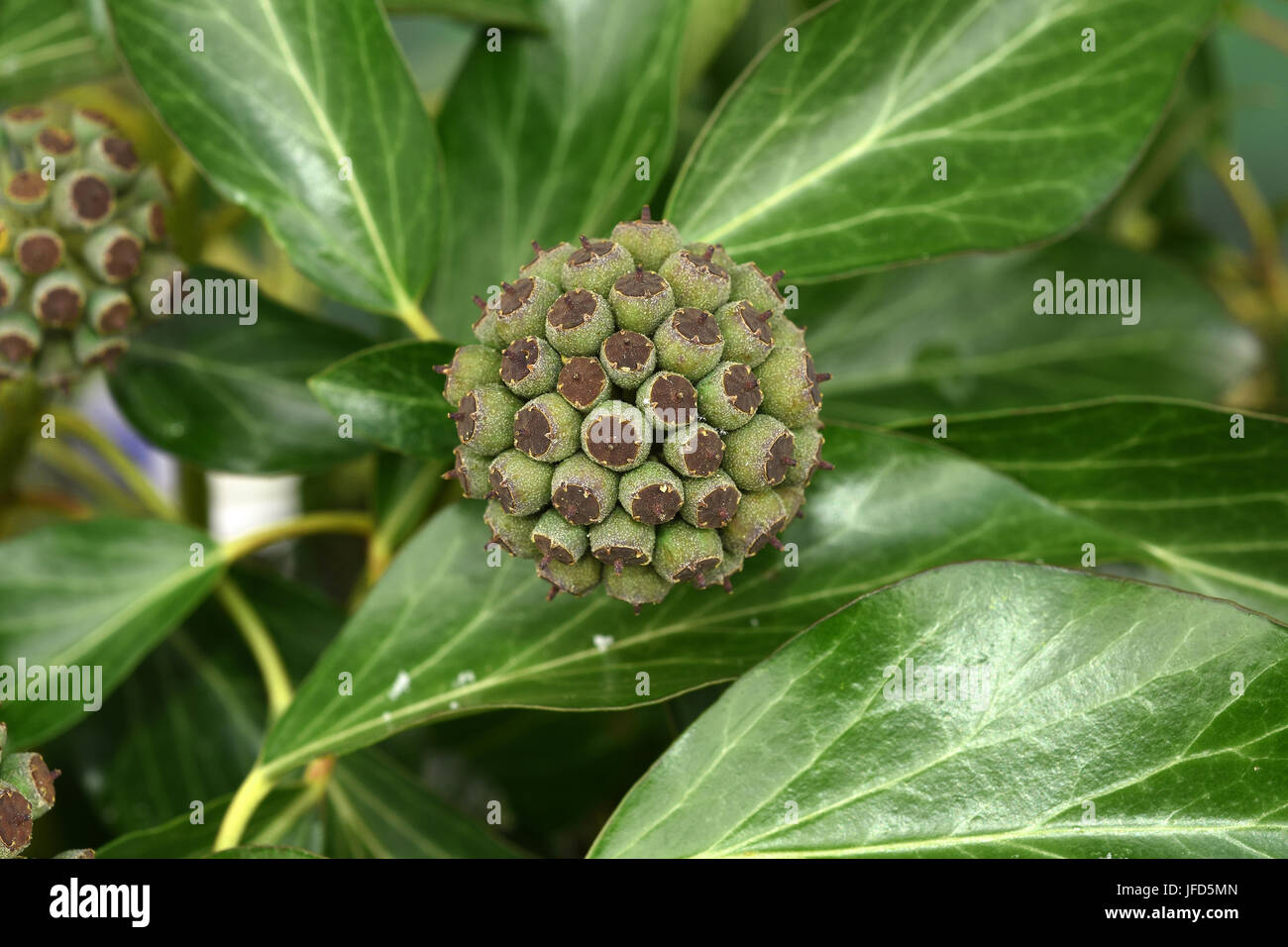 Efeu beeren -Fotos und -Bildmaterial in hoher Auflösung – Alamy
