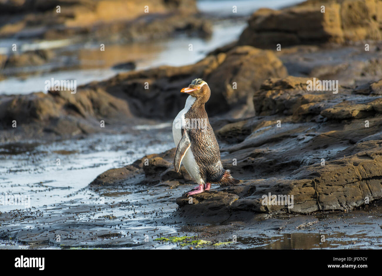 Gelbaugenpinguin Neuseeland Stockfotos und -bilder Kaufen - Alamy