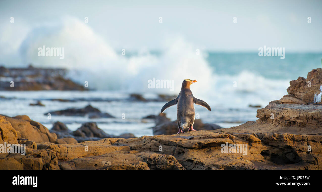 Gelbaugenpinguin neuseeland -Fotos und -Bildmaterial in hoher Auflösung ...
