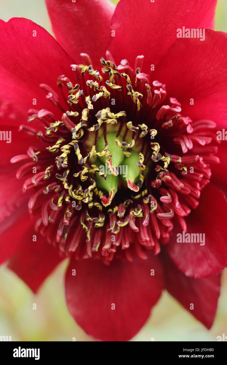 Baum pfingstrose -Fotos und -Bildmaterial in hoher Auflösung – Alamy