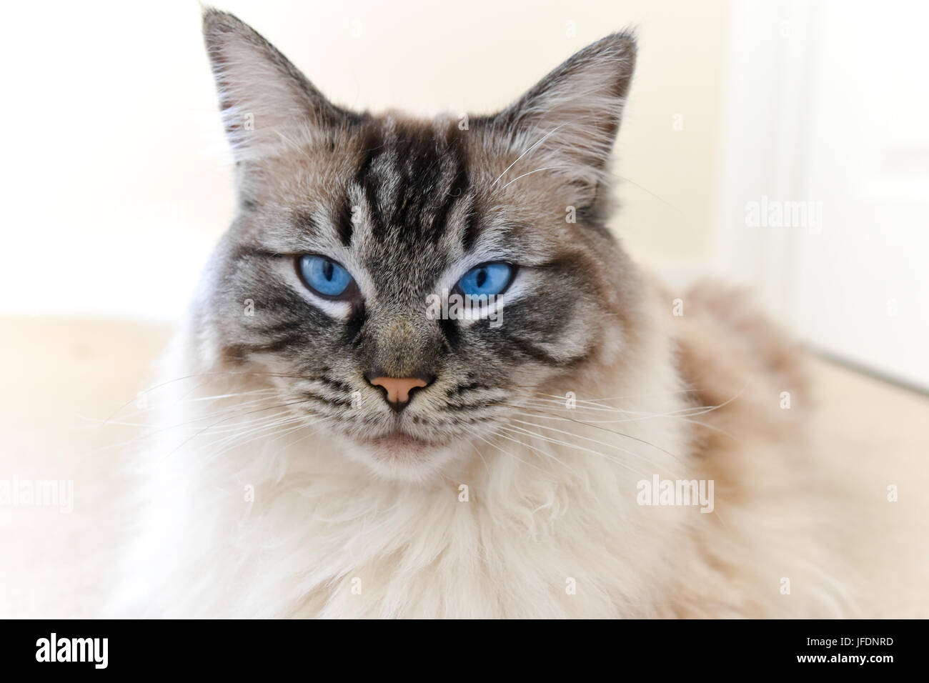 Seal Tabby Point Farbe Stockfotos und -bilder Kaufen - Alamy