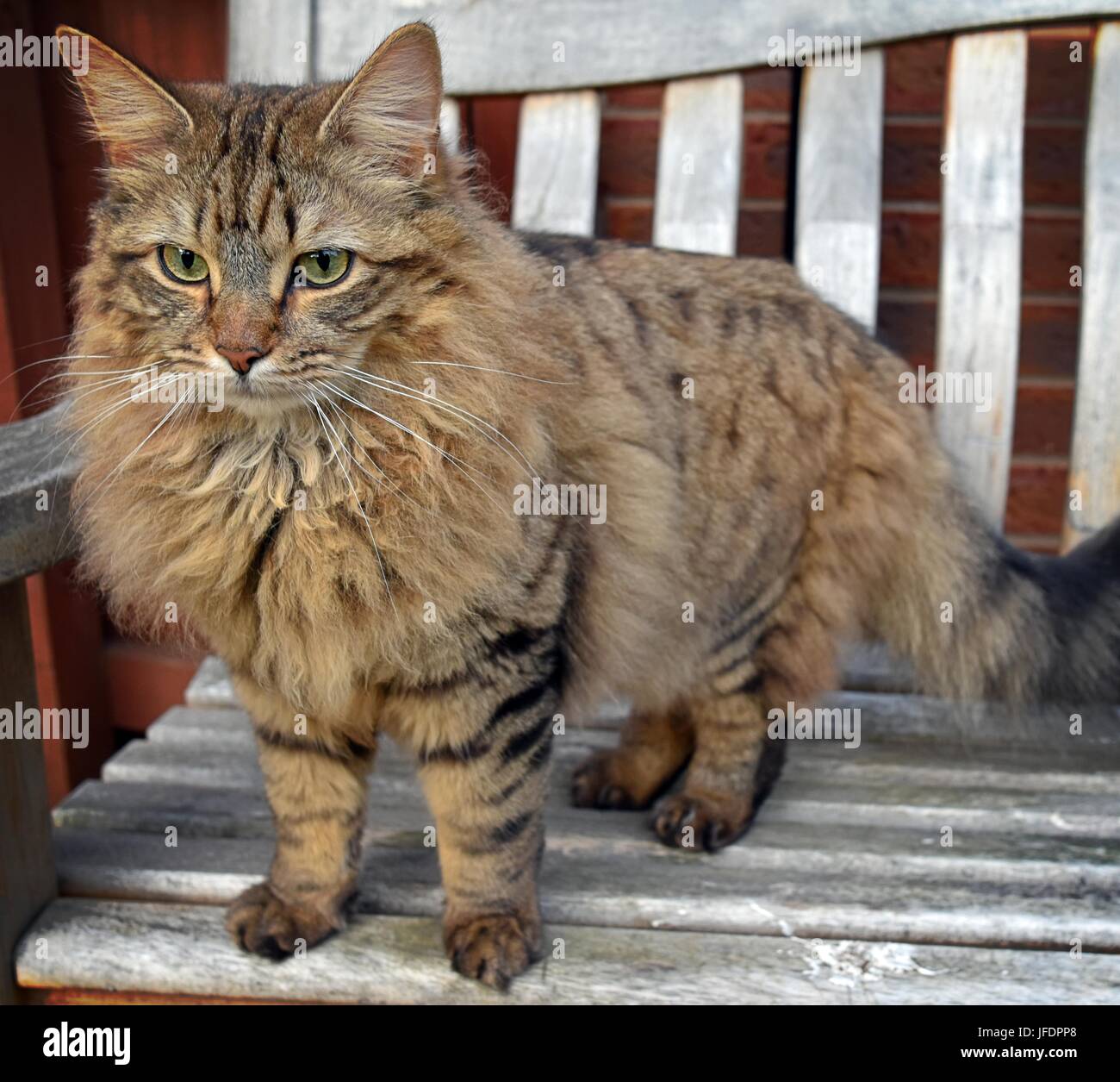 Langhaarige Tabby Katze auf einer Gartenbank Stockfotografie - Alamy