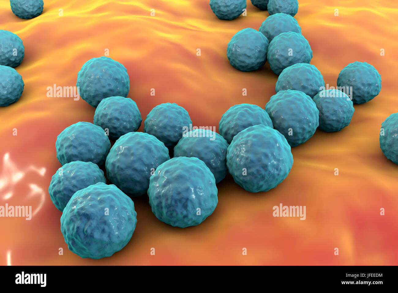 Streptococcus faecalis -Fotos und -Bildmaterial in hoher Auflösung – Alamy