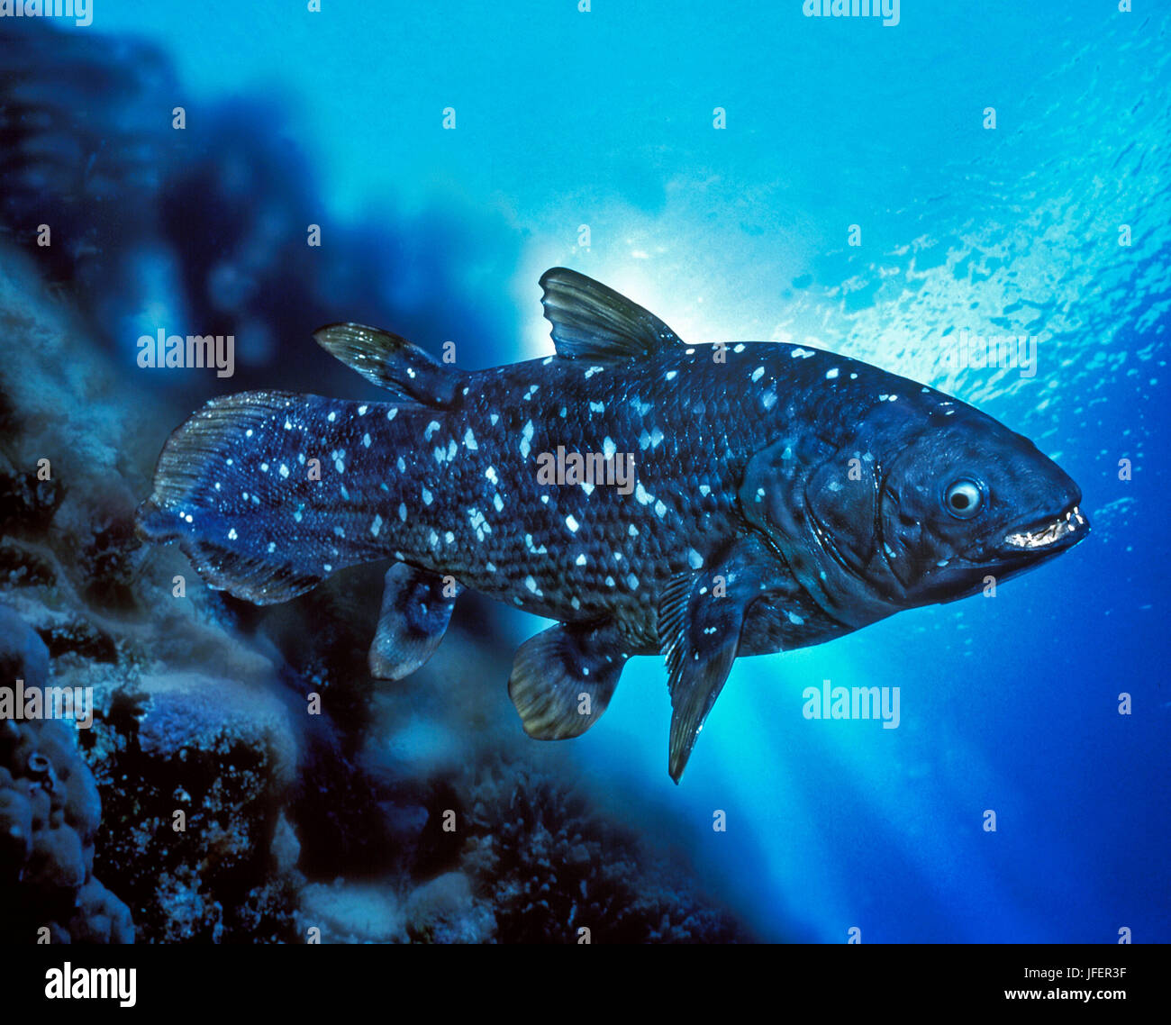 Quastenflosser quastenflosser -Fotos und -Bildmaterial in hoher ...