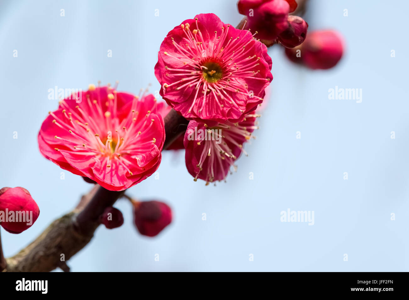 Red plum flower -Fotos und -Bildmaterial in hoher Auflösung – Alamy