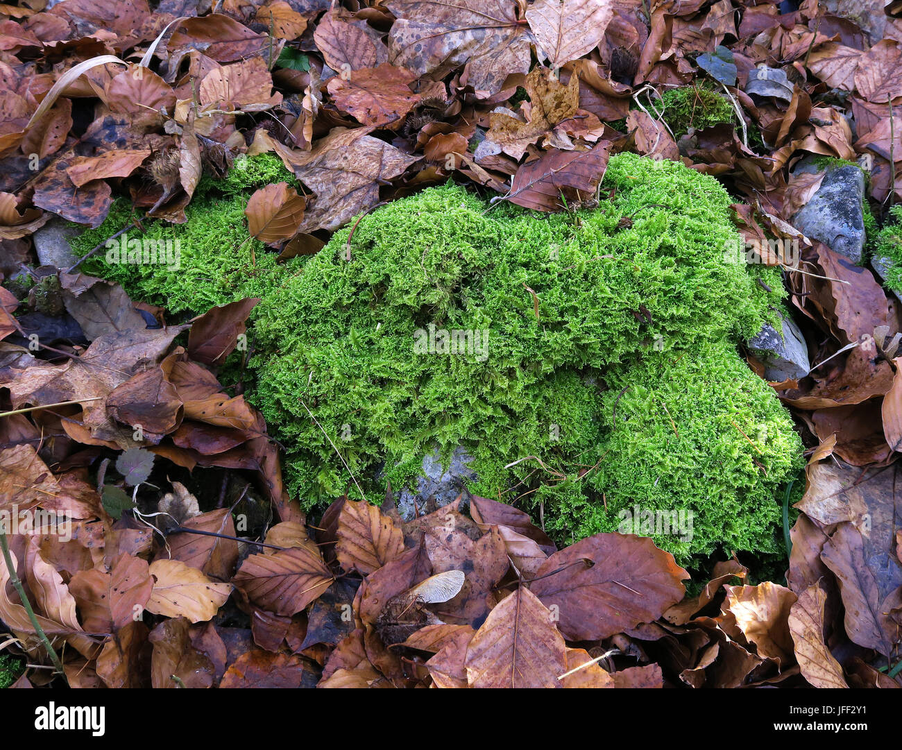 Ctenidium molluscum -Fotos und -Bildmaterial in hoher Auflösung – Alamy